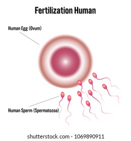 Fertilization Process Step By Step Sperm Stock Vector (Royalty Free) 2373689729 | Shutterstock