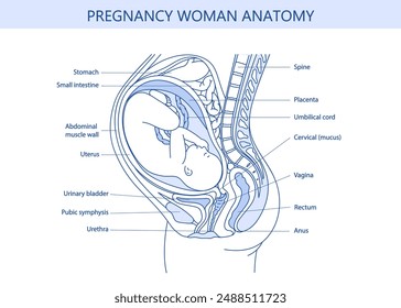 Pregnant Anatomy: Over 11,018 Royalty-Free Licensable Stock Illustrations & Drawings | Shutterstock