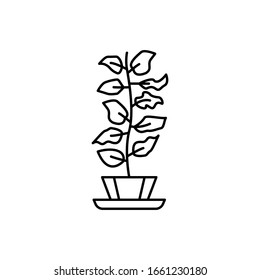 Fiddle Leaf Fig: Over 667 Royalty-Free Licensable Stock Illustrations ...