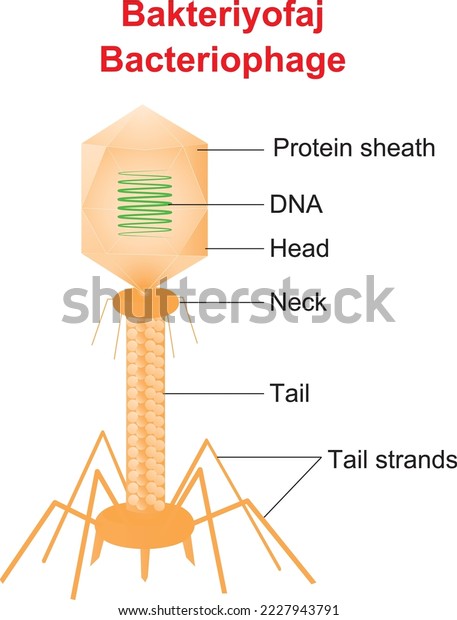 Flat Illustration Bacteriophage Structures Anatomy Stock Vector (Royalty Free) 2227943791 ...