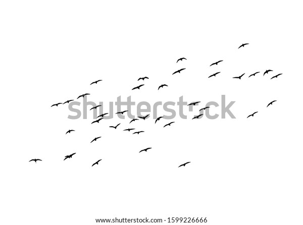 Flying Birds Vector Image White Background Stock Vector (Royalty Free ...