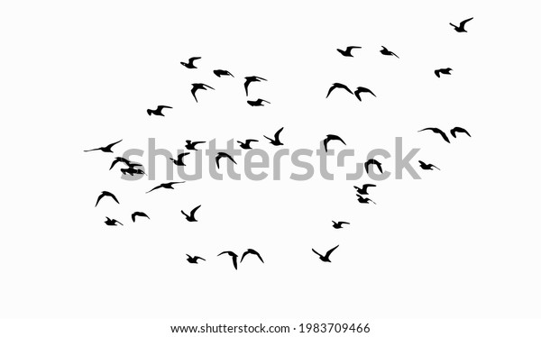 Flying Birds Vector Image White Background: เวกเตอร์สต็อก (ปลอดค่า ...