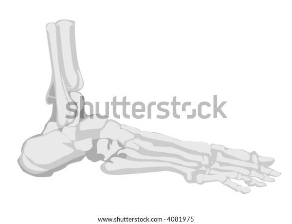 Foot Vector Stock Vector (Royalty Free) 4081975 | Shutterstock