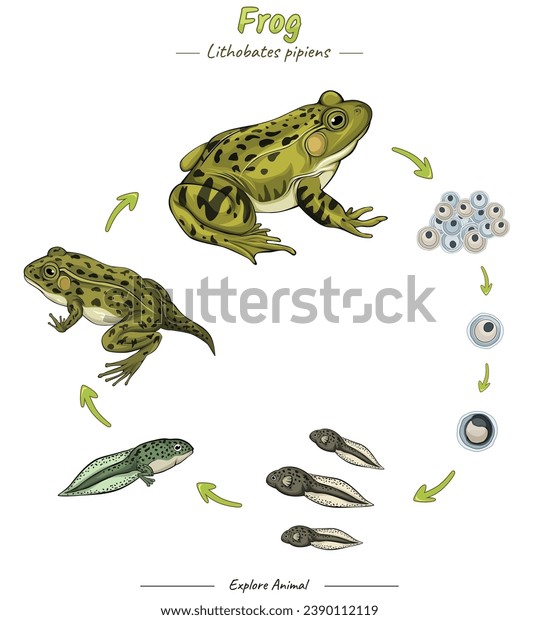 Amphibian Spawn: Over 107 Royalty-Free Licensable Stock Illustrations ...