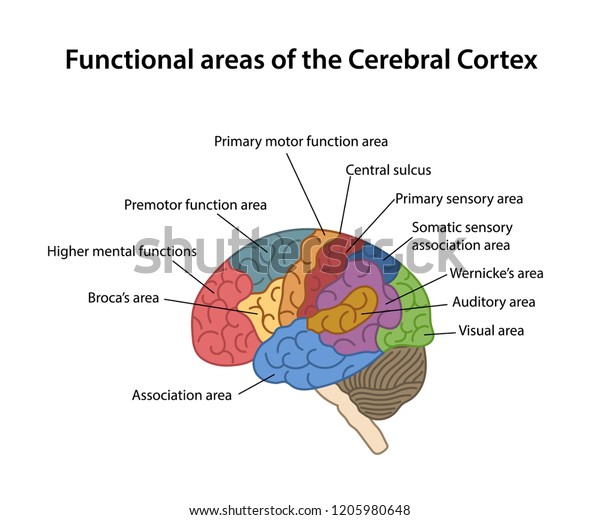 Cerebral Cortex