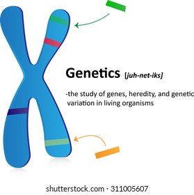 Genes Alleles Stock Vector (Royalty Free) 244097224 | Shutterstock