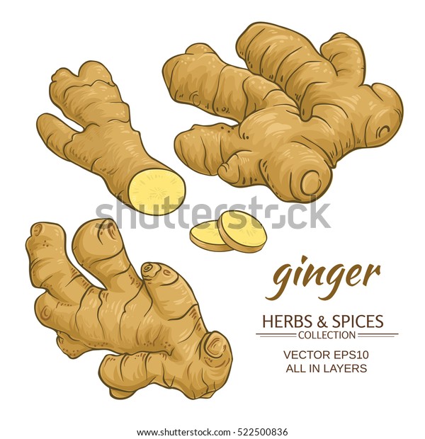 Vektor Stok akar jahe vektor diatur pada latar (Tanpa Royalti ...