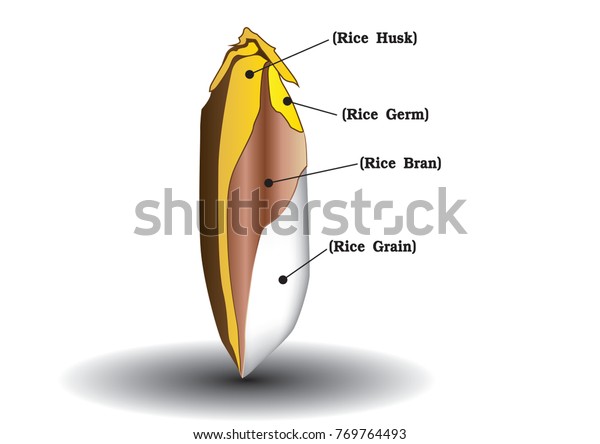 Grain Rice Composition Vector Stock Vector (Royalty Free) 769764493 ...