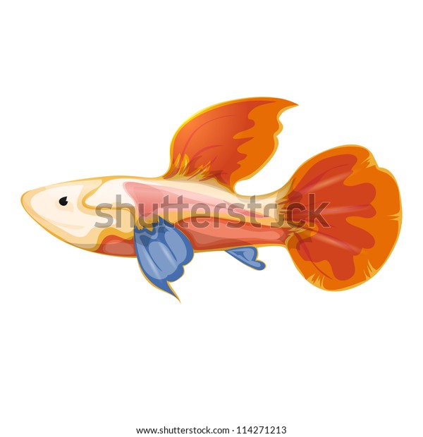 Guppy Fish Vector Image Stock Vector (Royalty Free) 114271213 ...