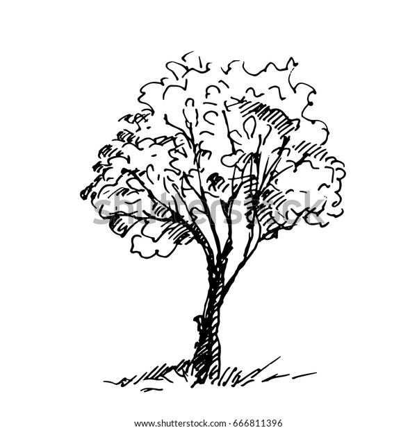 489.751 Tree hand drawn: grafica vettoriale stock, foto e grafica ...