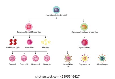 Cells Innate Adaptive Immune System Hematopoiesis Stock Vector (Royalty Free) 2395814697 ...