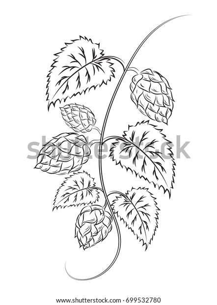 Hops Line Design Hops Icon Vector Stock Vector (Royalty Free) 699532780 ...