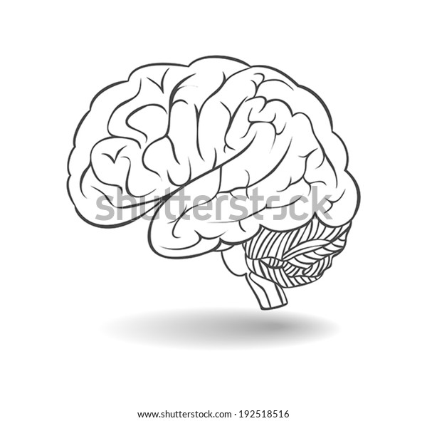 Human Brain Shadow Side View Vector Stock Vector (Royalty Free ...