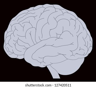 Human Brain Vector Model Stock Vector (Royalty Free) 127420511 ...