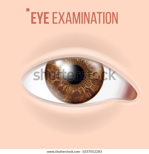Human Eye Vector Visual Examination Body Stock Vector (Royalty Free ...