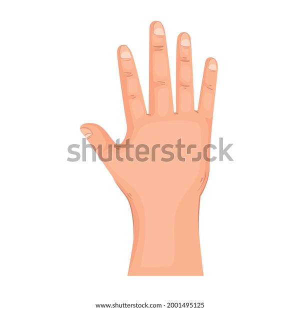 Human Hand Front Side Stock Vector (Royalty Free) 2001495125 | Shutterstock