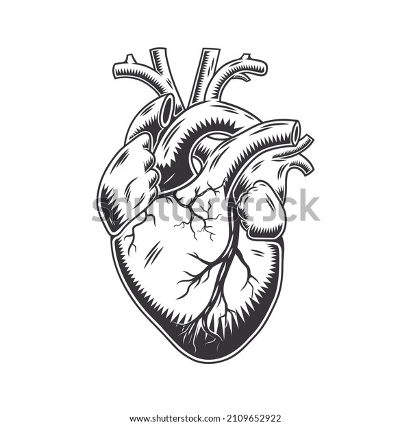 Human Heart Anatomically Hand Drawn Line Stock Vector (Royalty Free ...