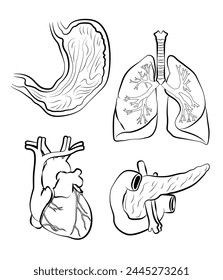 Human Internal Organs Line Vector Eps Stock Vector (Royalty Free ...