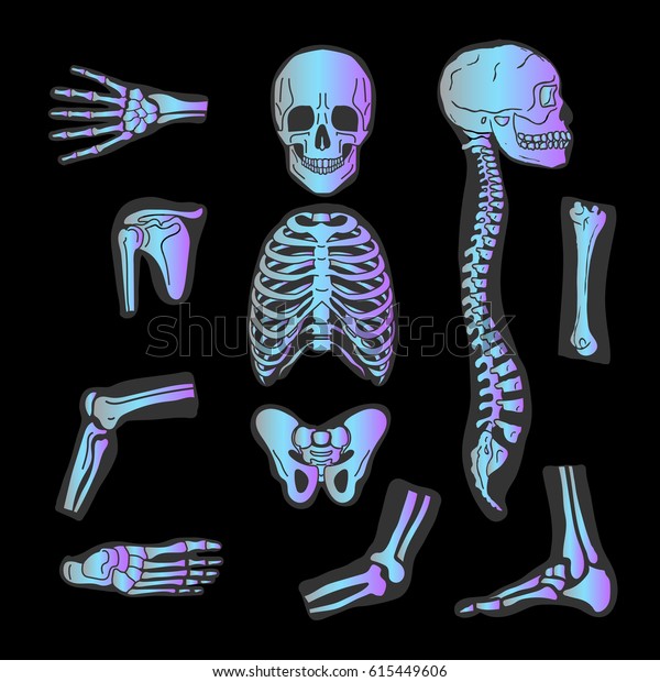 Human Joints Vector Set Xray Orthopedic Stock Vector (Royalty Free ...