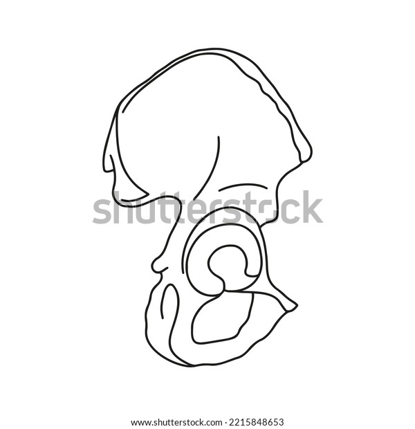 Human Pelvis Internal View Vector Outline Stock Vector (Royalty Free ...