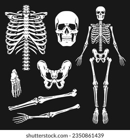 Human Skeleton Monochrome Set Elements Dead Stock Vector (Royalty Free ...