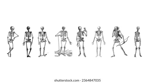 2+ Hundred Hand Skelton Royalty-Free Images, Stock Photos & Pictures ...