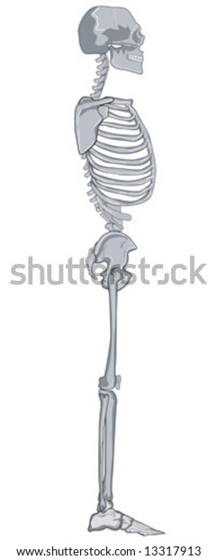 Human Skeleton Side View Stock Vector (Royalty Free) 13317913 ...