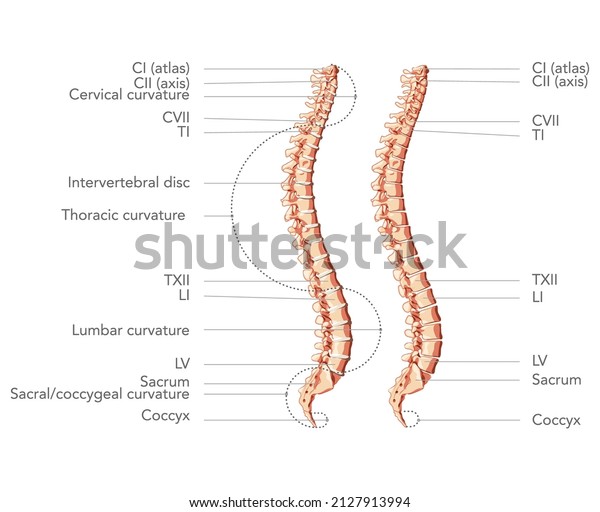 Human Vertebral Column Side View Main Stock Vector (Royalty Free ...