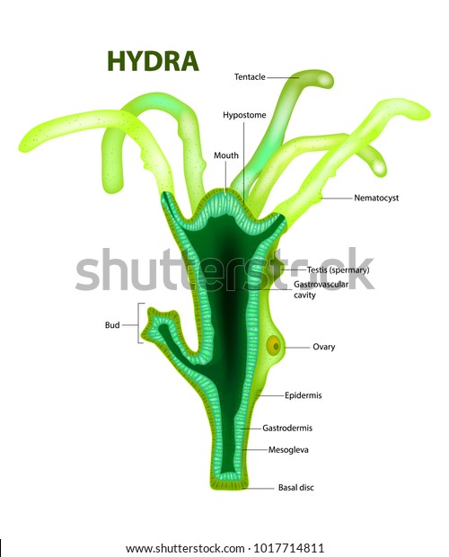 789 Hydra Animal Stock Vectors, Images & Vector Art | Shutterstock