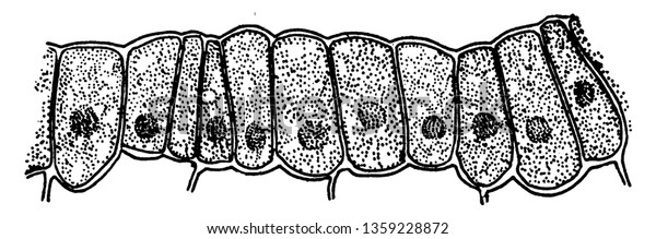 Indian Corn Cotyledon Has Kernel Has Stock Vector (Royalty Free ...