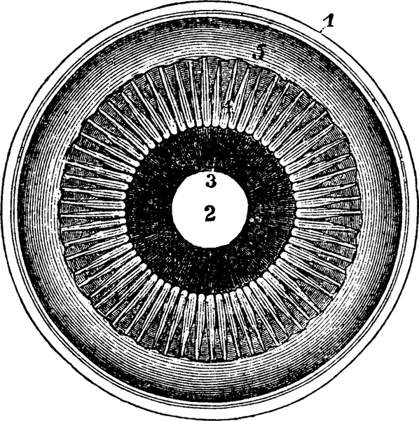 22 Coroides Del Ojo Images, Stock Photos, 3D objects, & Vectors ...