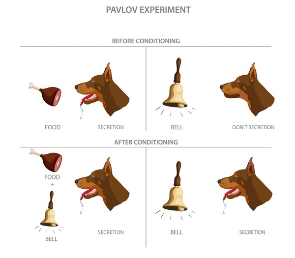 Dog Salivation Experiment Royalty-Free Images, Stock Photos & Pictures ...
