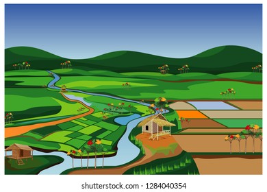 Large Paddy Field Vector Design Stock Vector (Royalty Free) 1101309302 ...