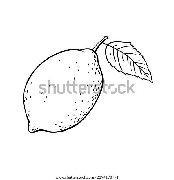 Lemon Hand Drawn Sketch Linen Vector Stock Vector (Royalty Free) 2294193791 | Shutterstock