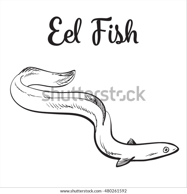Live Eel Fish Sketch Style Vector Stock Vector (Royalty Free) 480261592 ...