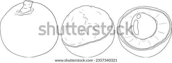 Longan Vector Hand Drawing Set Tropical Stock Vector (Royalty Free ...