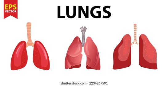 8,092 Three Lungs Images, Stock Photos & Vectors | Shutterstock