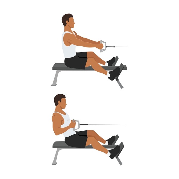 Cable Row Muscles Worked