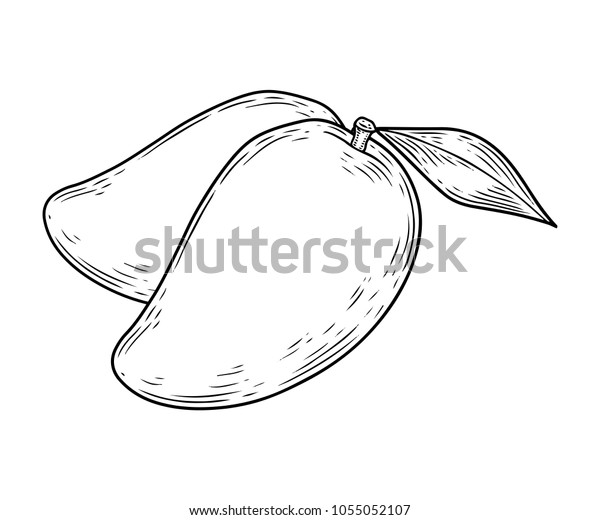 7,828 Mango Sketch Vector Images, Stock Photos, and Vectors | Shutterstock