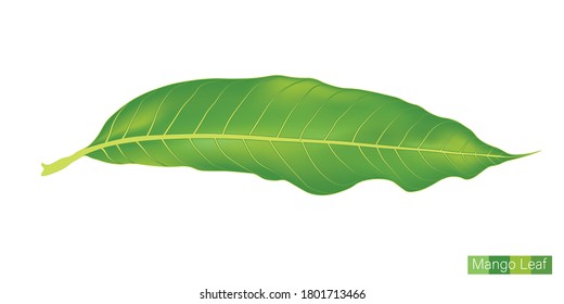 66 Indian Mango Tree Stock Vectors, Images & Vector Art | Shutterstock
