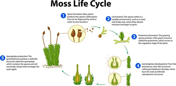 2,414 Cycle Moss Images, Stock Photos, 3D objects, & Vectors | Shutterstock