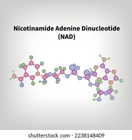 NAD+ Estructura molécula Nicotinamida adenina dinucleótida: vector de stock (libre de regalías ...