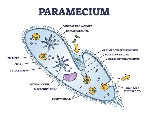6 Draw Label Diagram Paramecium Royalty-Free Images, Stock Photos ...