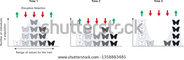 Patterns Natural Selection Stock Vector (Royalty Free) 1358883485 ...
