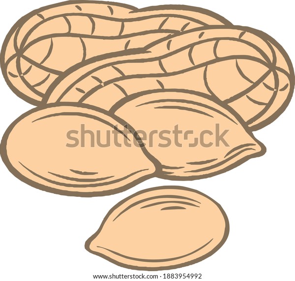 Peanuts Drawing Vector Hand Drawn Peanut: เวกเตอร์สต็อก (ปลอดค่า ...