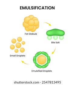 Process Fat Emulsification Stock Vector (Royalty Free) 2547813495 ...