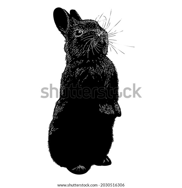 Rabbit Vector Drawing Illustration Vector Isolated Stock Vector ...