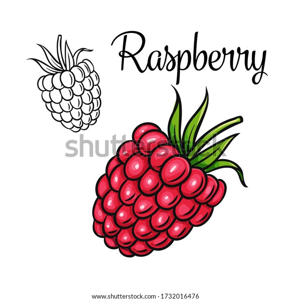 Raspberry Vector Drawing Icon Hand Drawn Stock Vector (Royalty Free ...