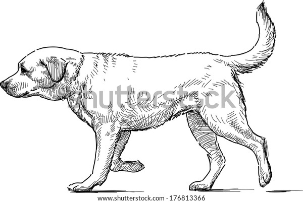 Labrador Side View: Over 4,888 Royalty-Free Licensable Stock Vectors ...