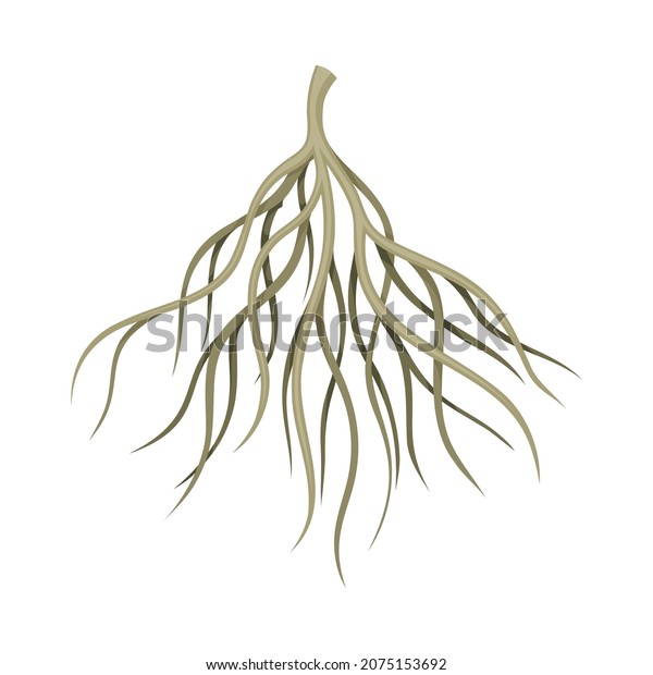 Root Tree Bush Shrub Rootstalk Botany Stock Vector (Royalty Free ...
